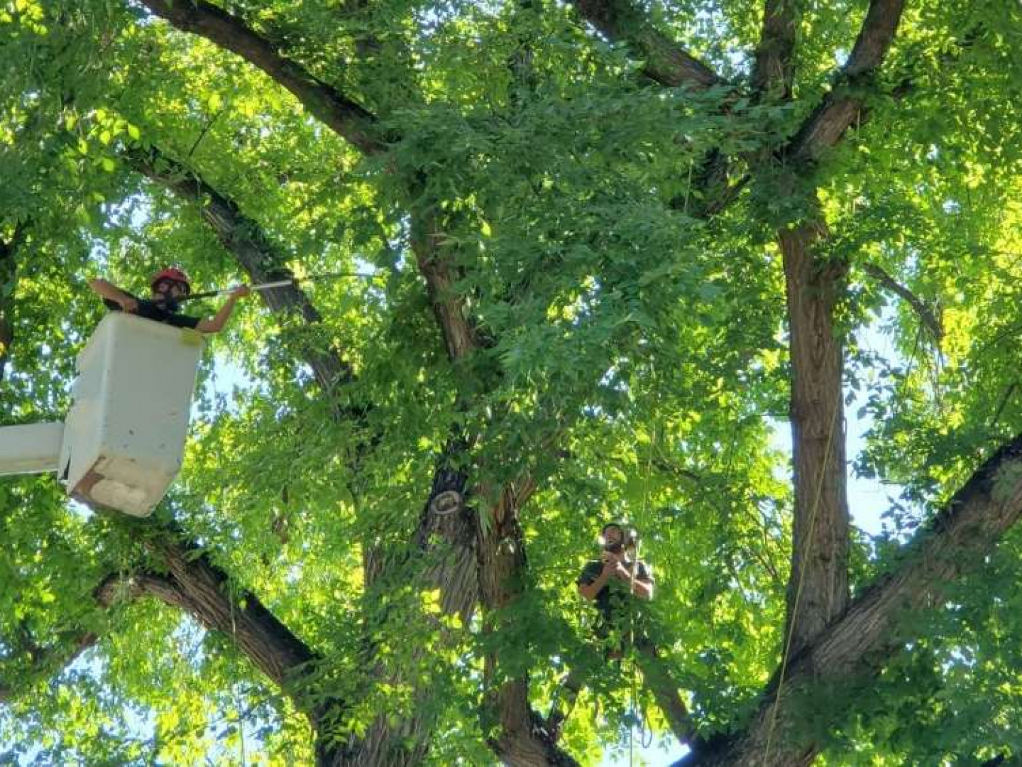 Tree Pruning & Tree Trimming | Fort Collins, Wellington, Windsor ...