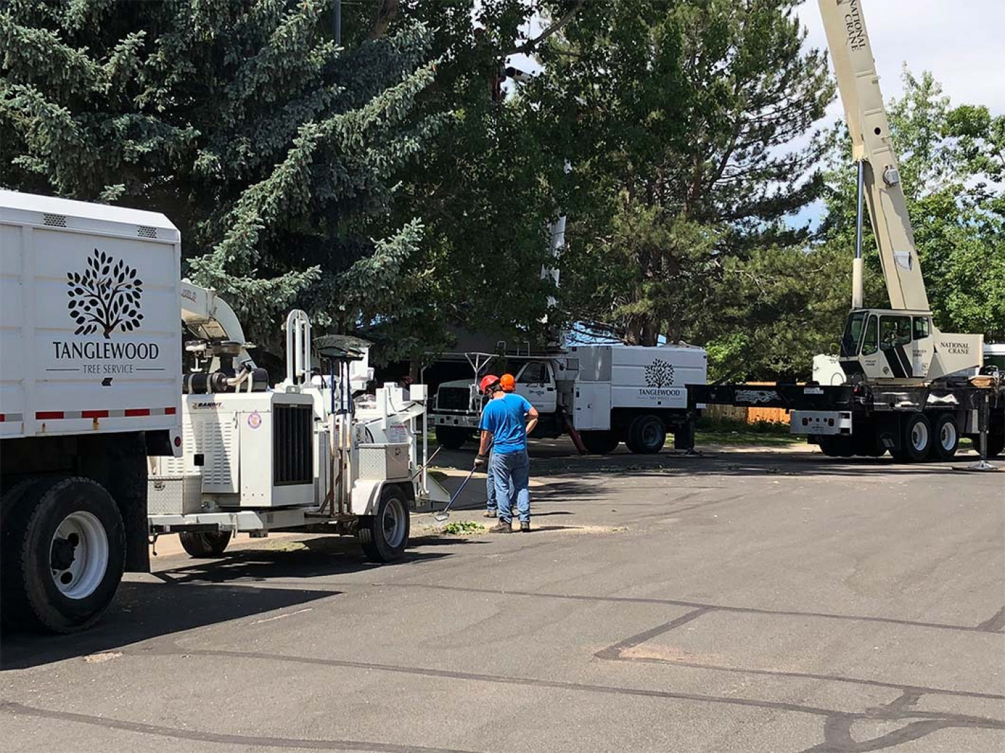 About | Tanglewood Tree Service